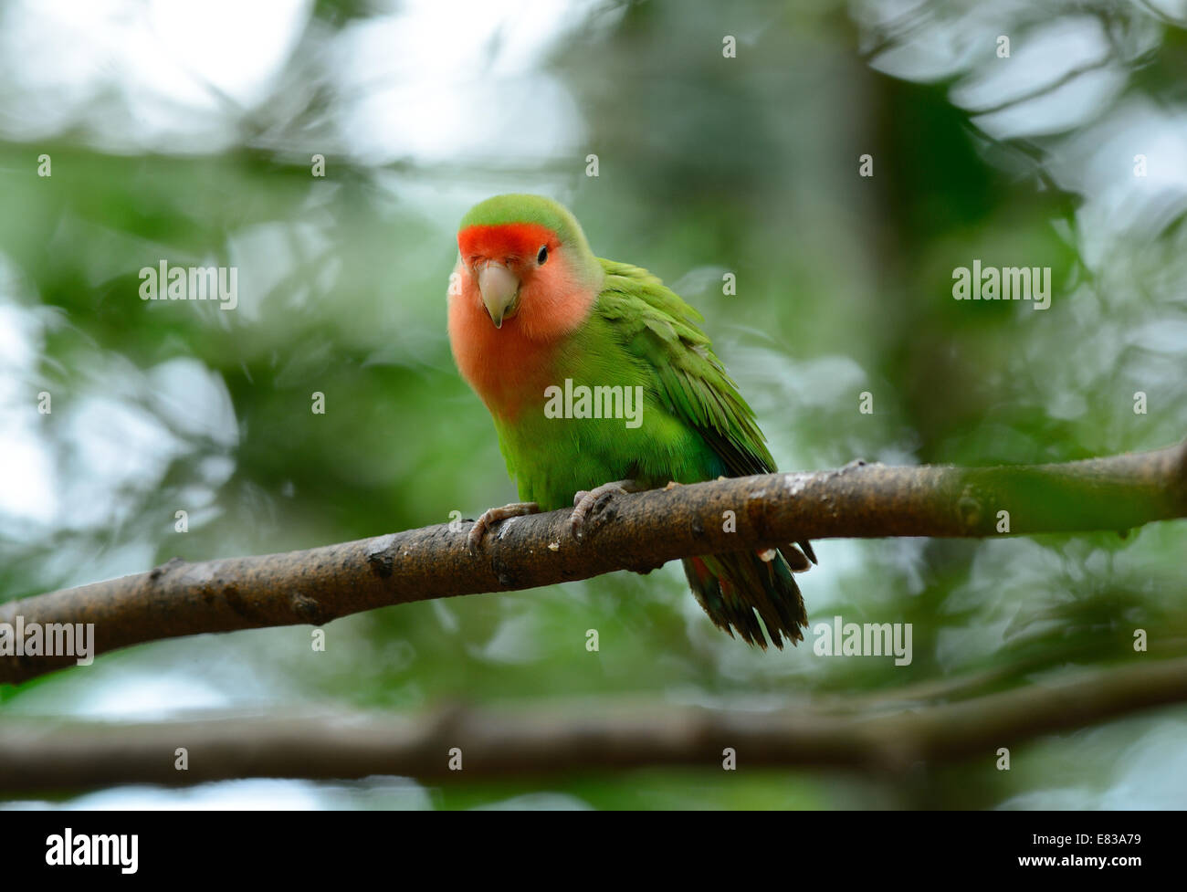 beautiful rosy-faced lovebird (Agapornis roseicollis) at tree top Stock ...