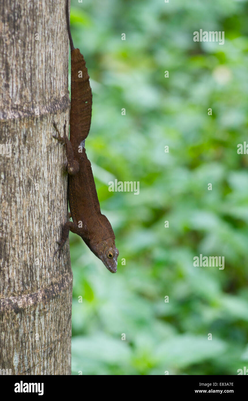 An Eastern Crested Anole (Anolis cristatellus wileyae) on a small tree ...
