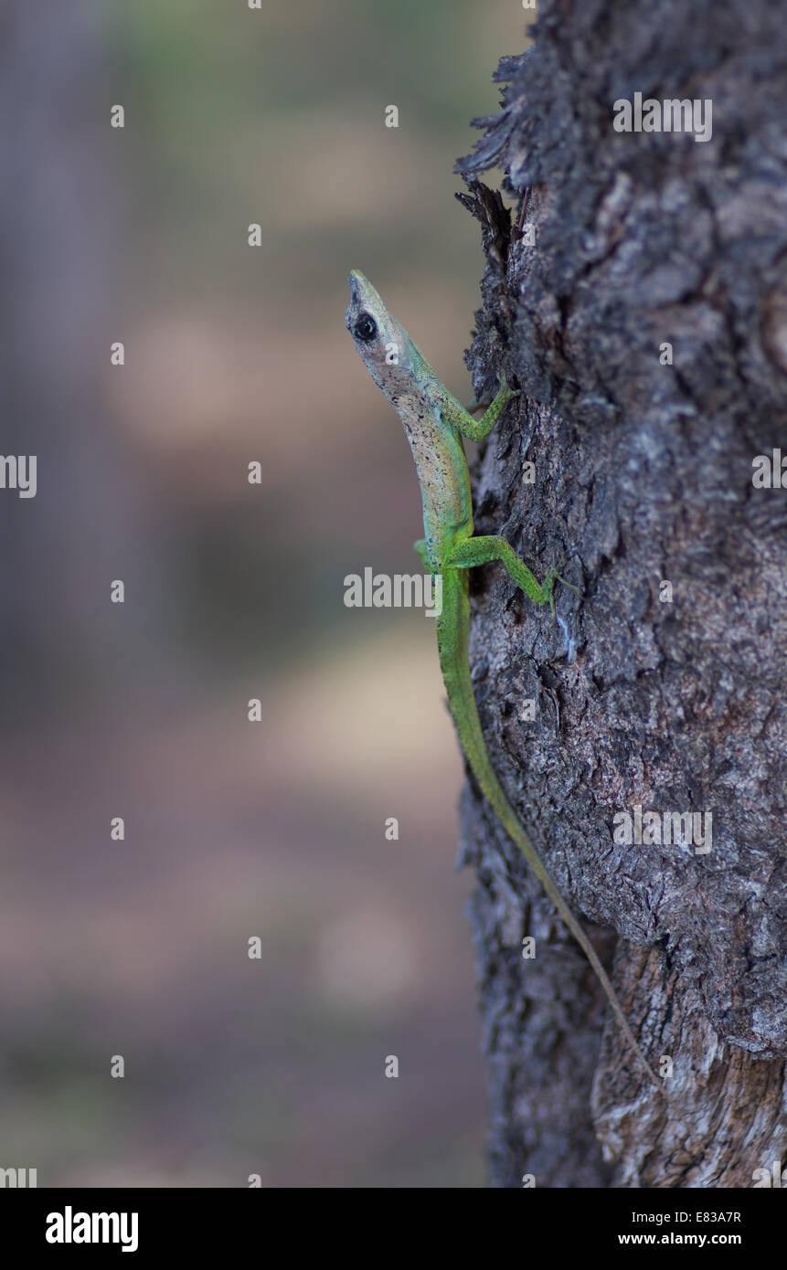 Anolis extremus hi-res stock photography and images - Alamy