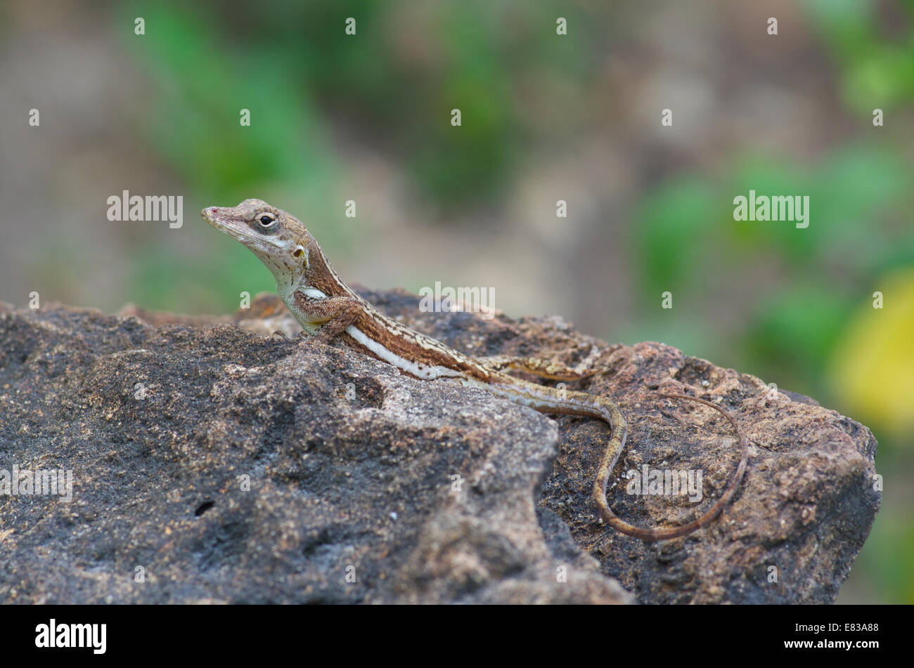 West indies anguilla hi-res stock photography and images - Alamy