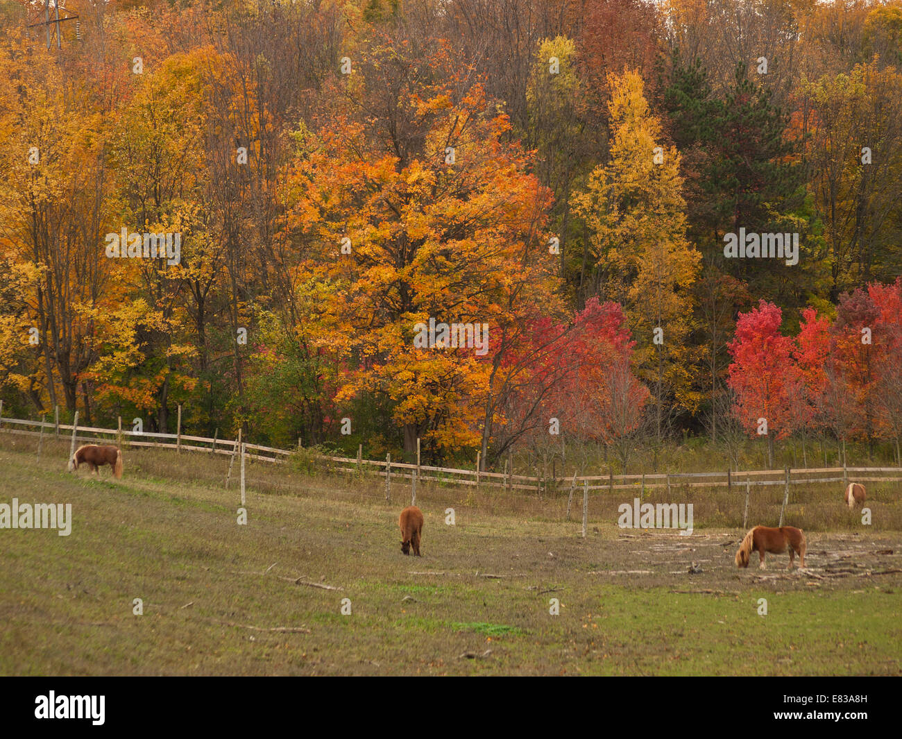 horses grazing in beautiful fall field Stock Photo - Alamy