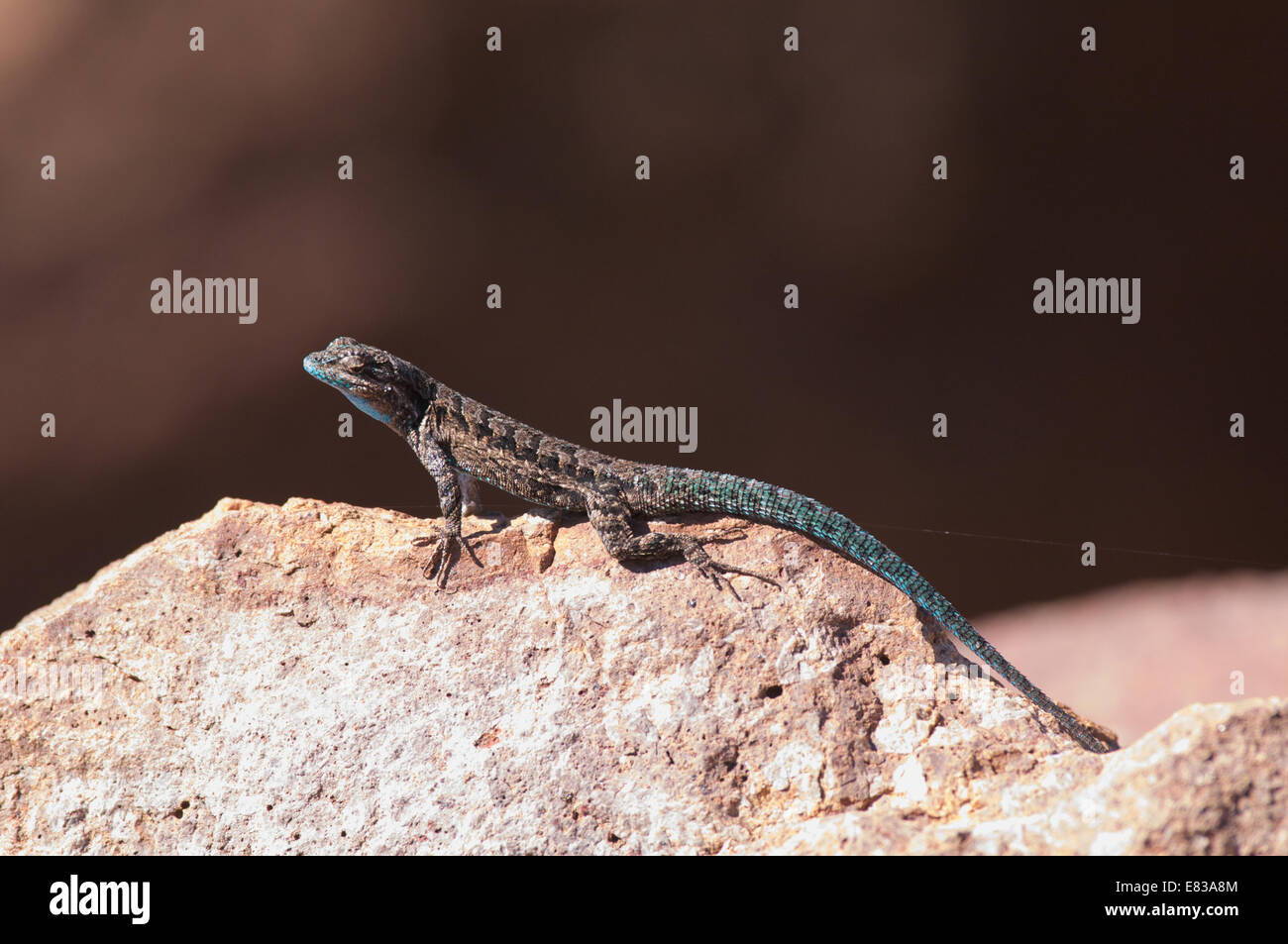 Tree lizard hi-res stock photography and images - Alamy