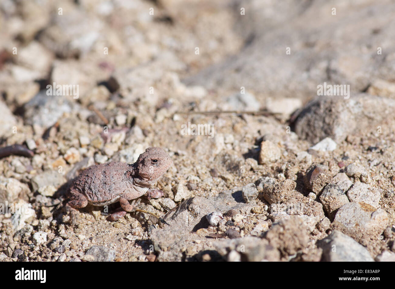 A baby Greater Short-horned Lizard (Phrynosoma hernandesi) in the ...