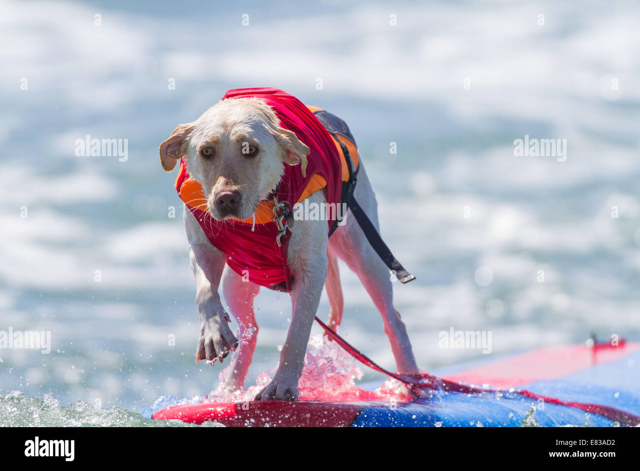Huntington, CA, US. 28th Sep, 2014. World Famous Unleashed by Petco ...