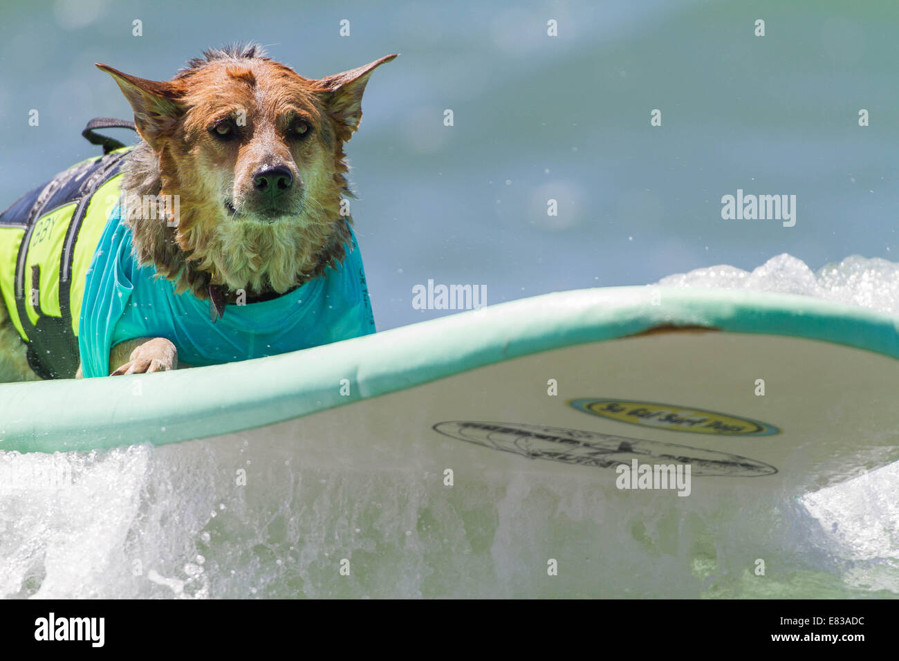 Huntington, CA, US. 28th Sep, 2014. World Famous Unleashed by Petco ...