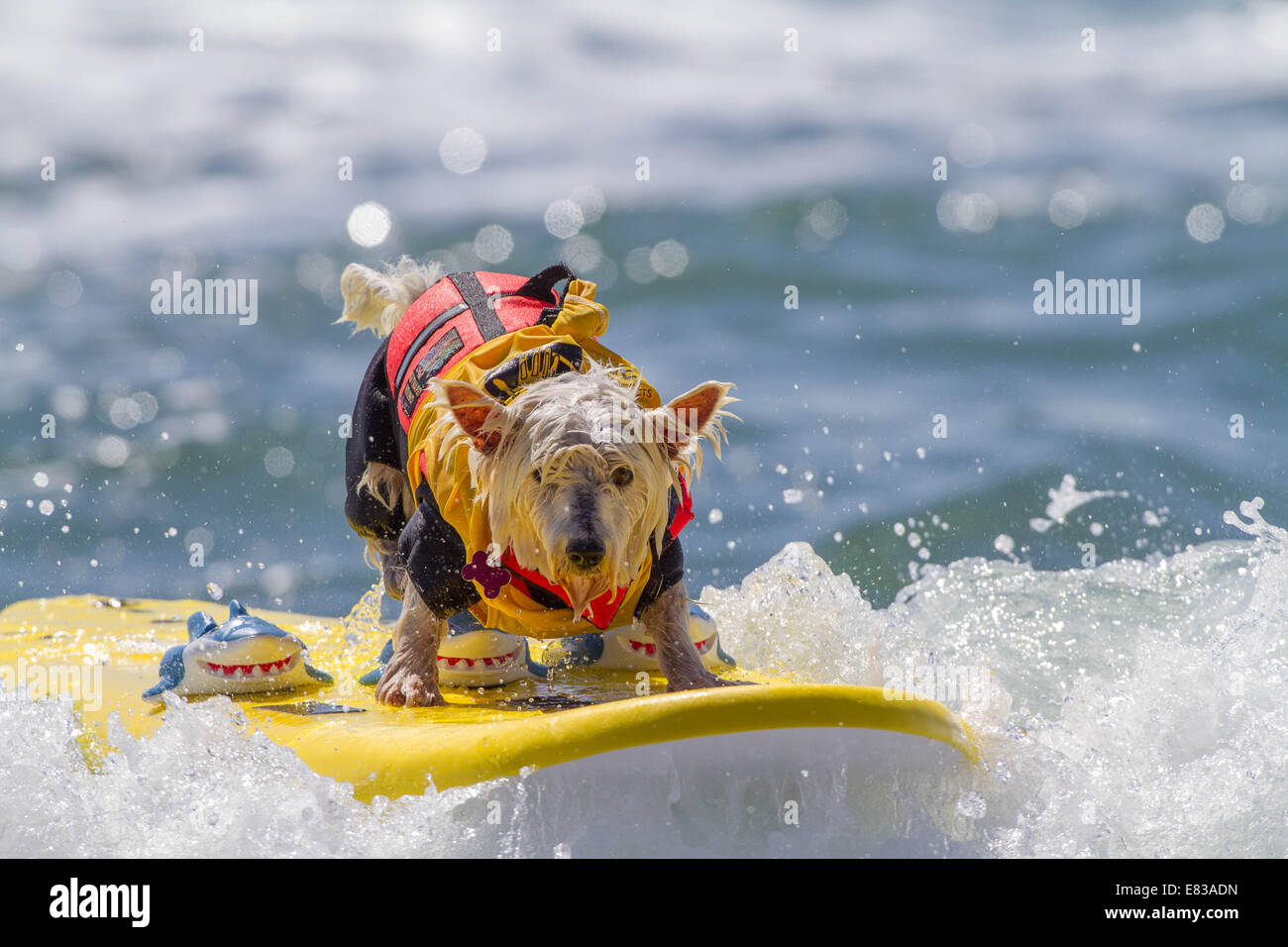 Huntington, CA, US. 28th Sep, 2014. World Famous Unleashed by Petco ...