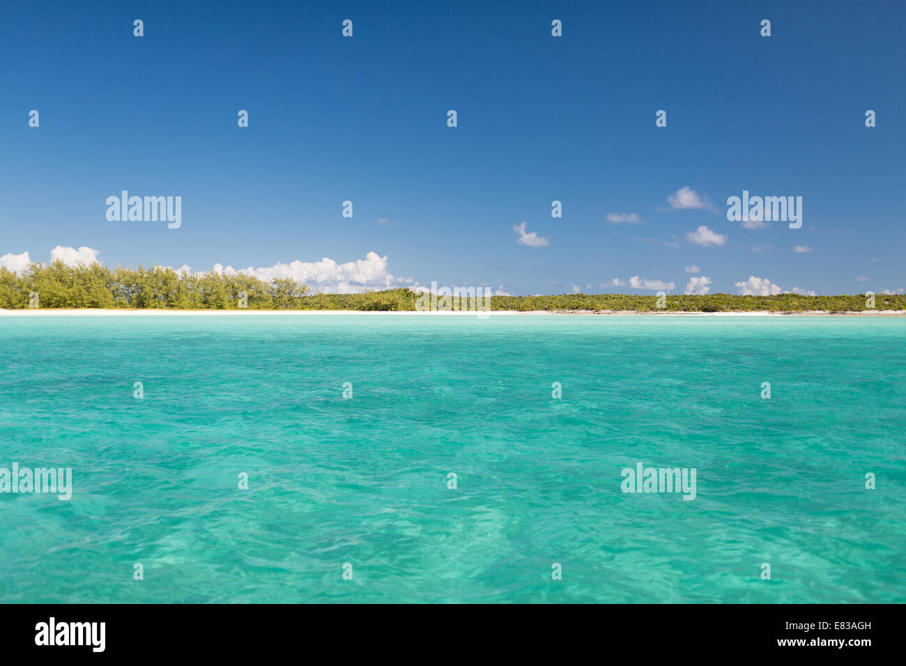Ocean forest hi-res stock photography and images - Alamy
