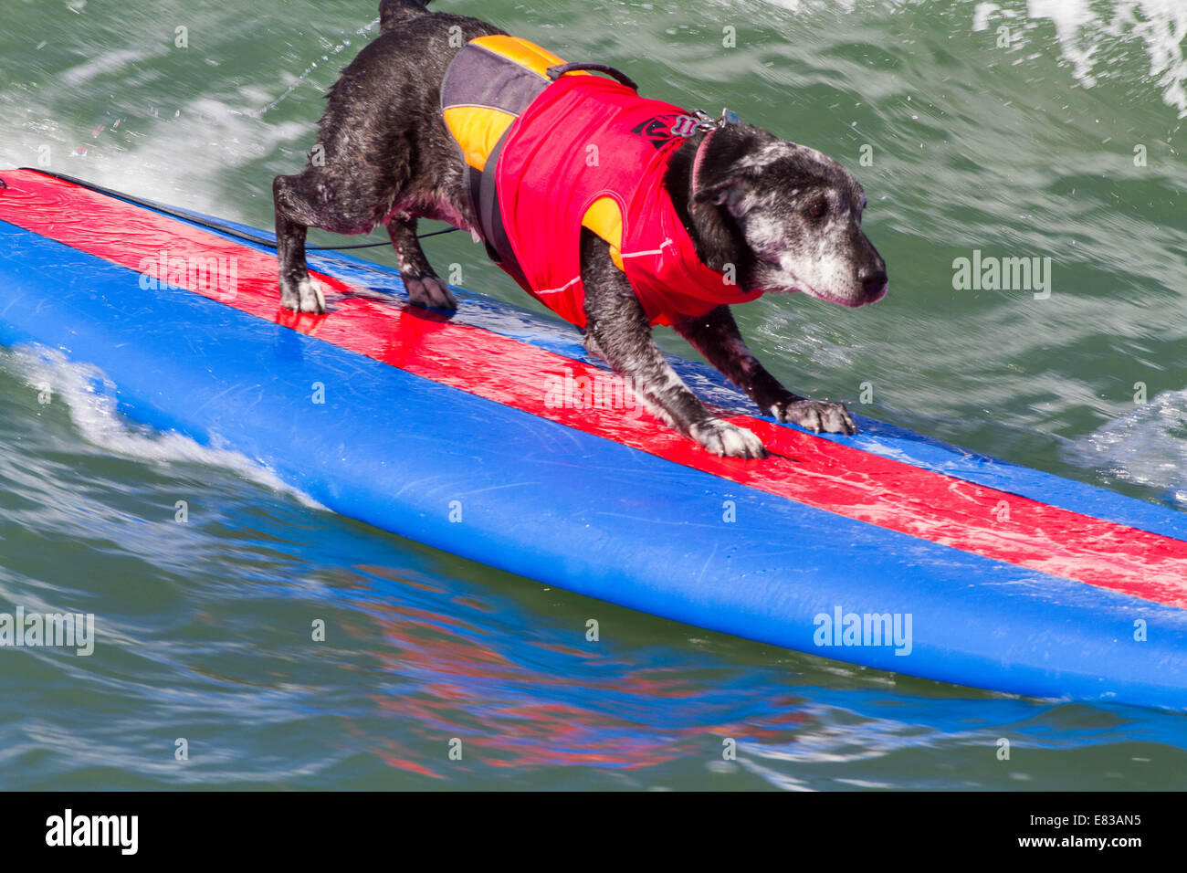 Huntington, CA, US. 28th Sep, 2014. World Famous Unleashed by Petco ...