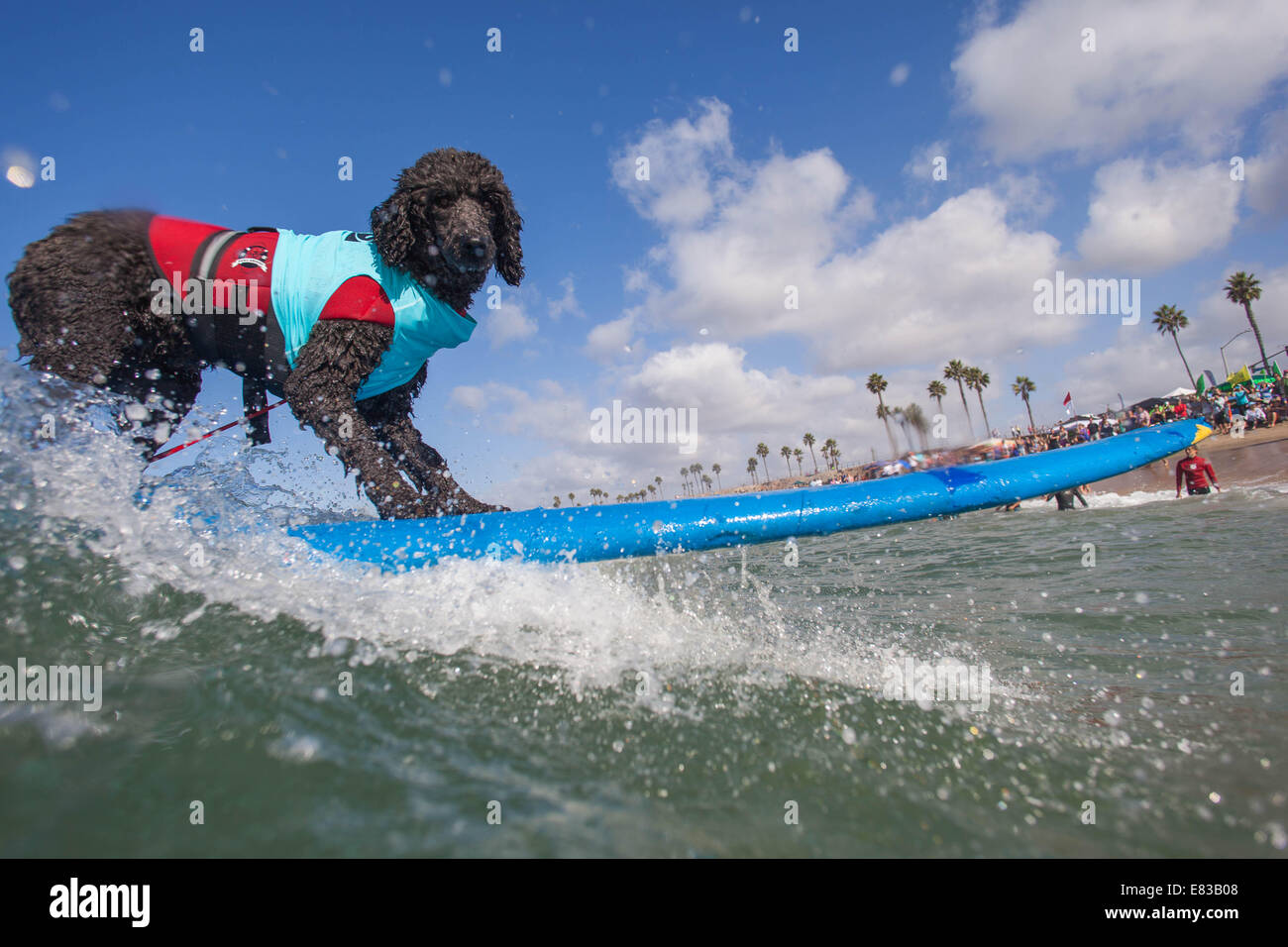 Ca, Us. 28th Sep, 2014. World Famous Unleashed by Petco Surf City Surf ...