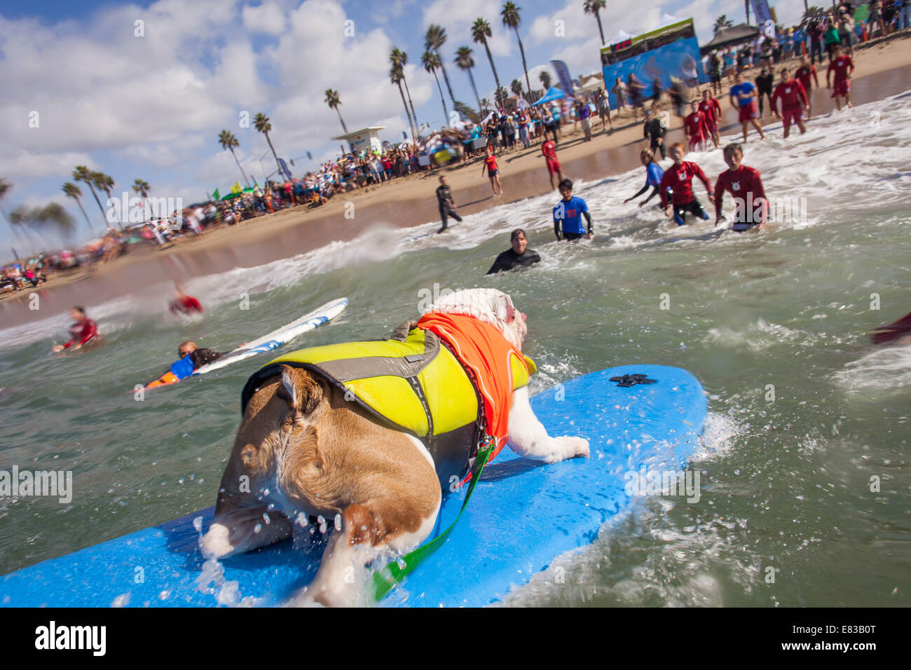 Ca, Us. 28th Sep, 2014. World Famous Unleashed by Petco Surf City Surf ...