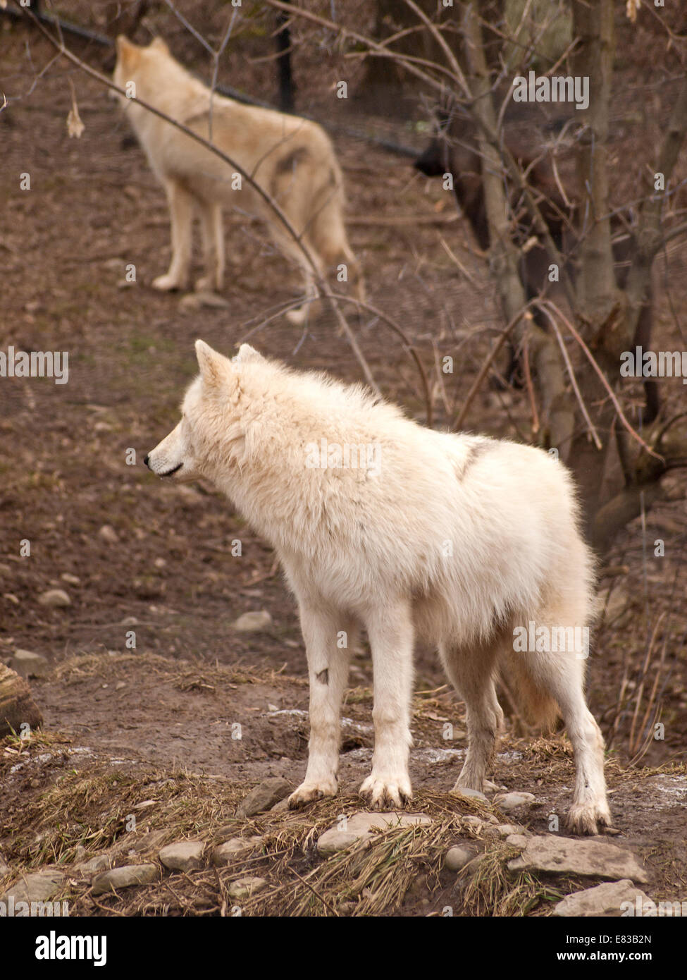 Grey wolf pack hi-res stock photography and images - Alamy