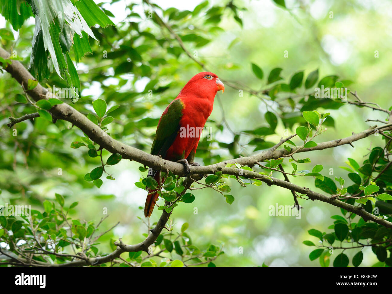 beautiful Chattering Lory (Lorius garrulus) at tree top Stock Photo - Alamy