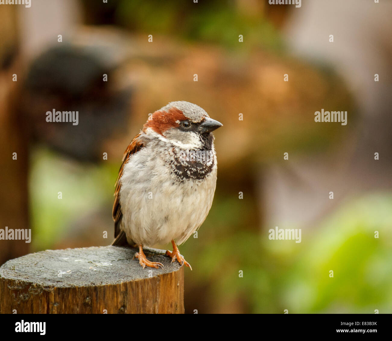 This small bird was standing a beautiful pose for me. Very colorful and ...