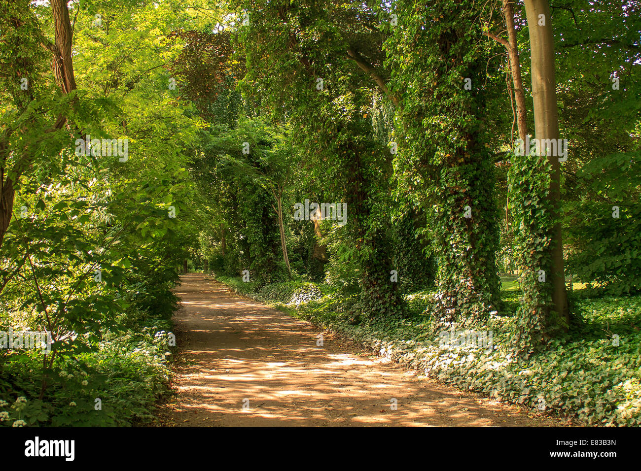 Peaceful path through a typical Dutch forest. Nice and bright shot that ...