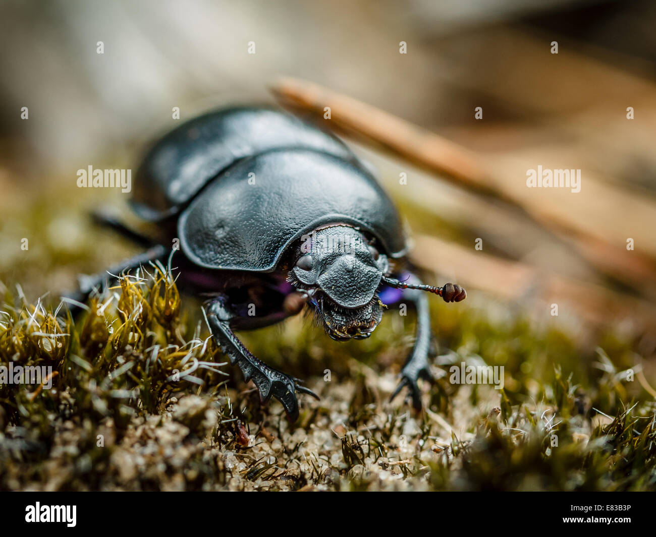 Beautiful shot of a forest beetle Stock Photo - Alamy