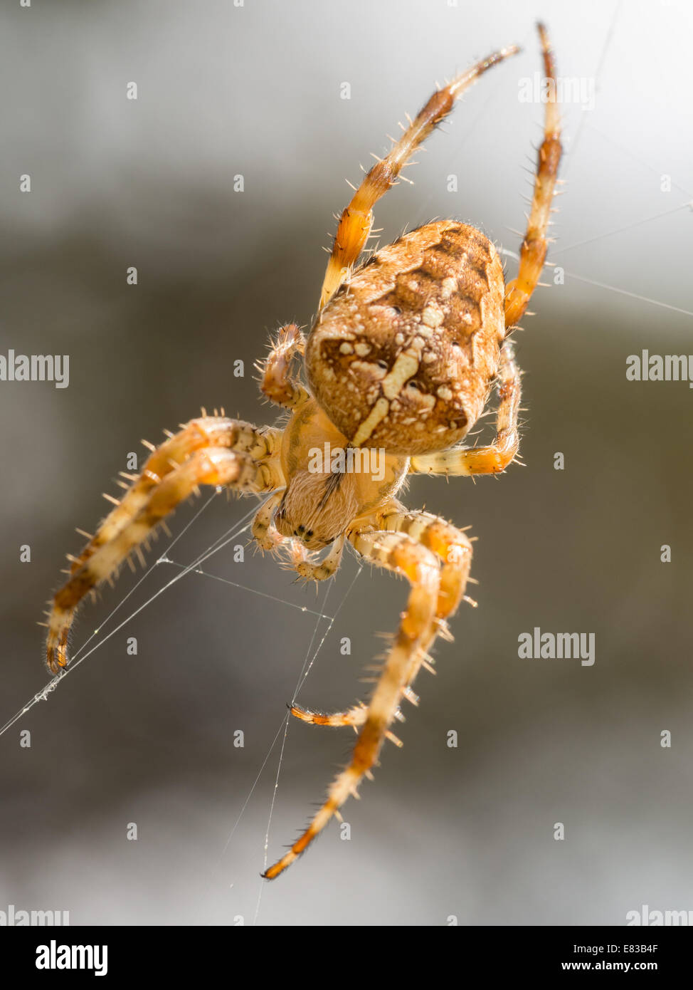 brown cross spider in web Stock Photo - Alamy