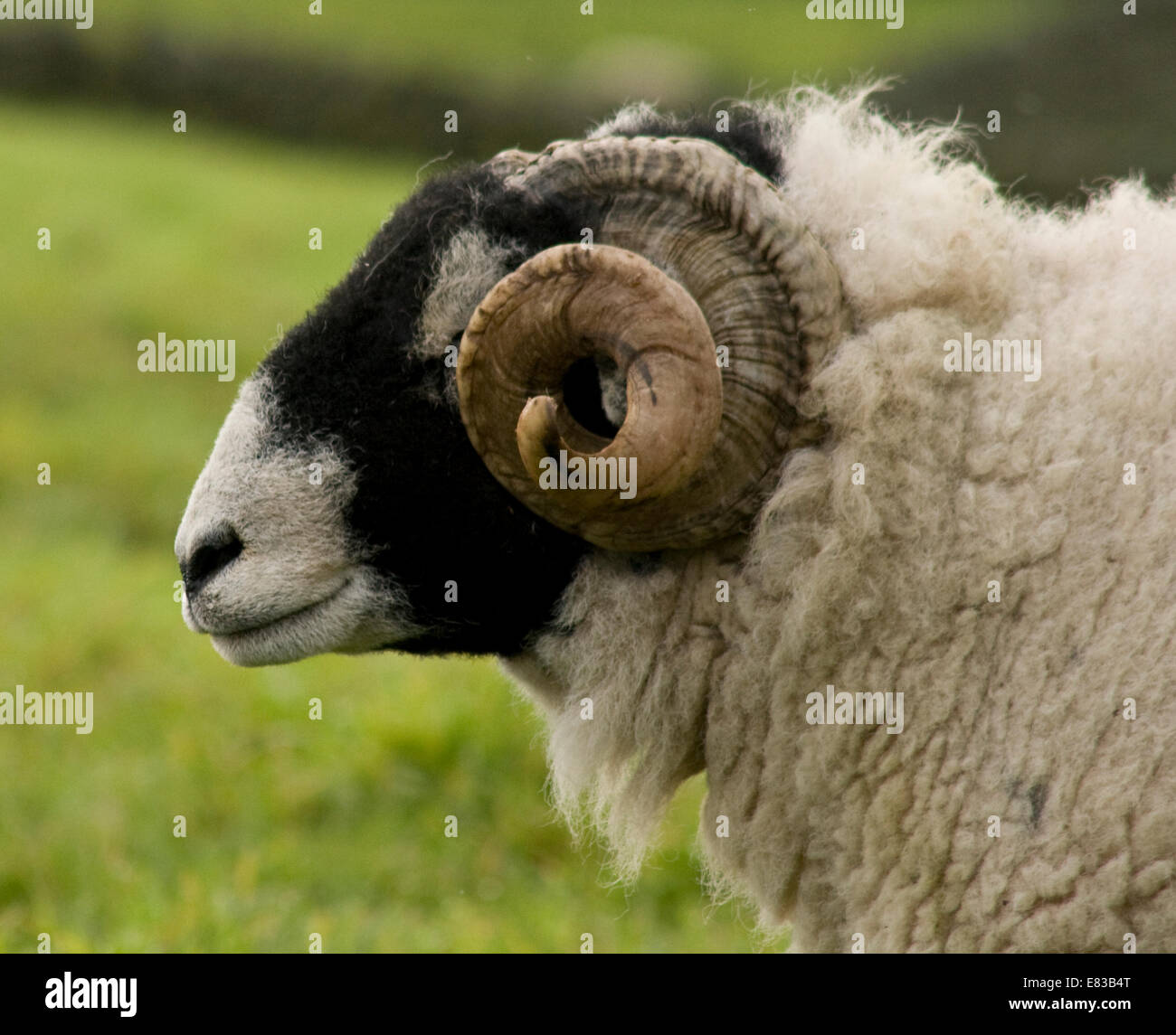 swaledale ram head Stock Photo - Alamy