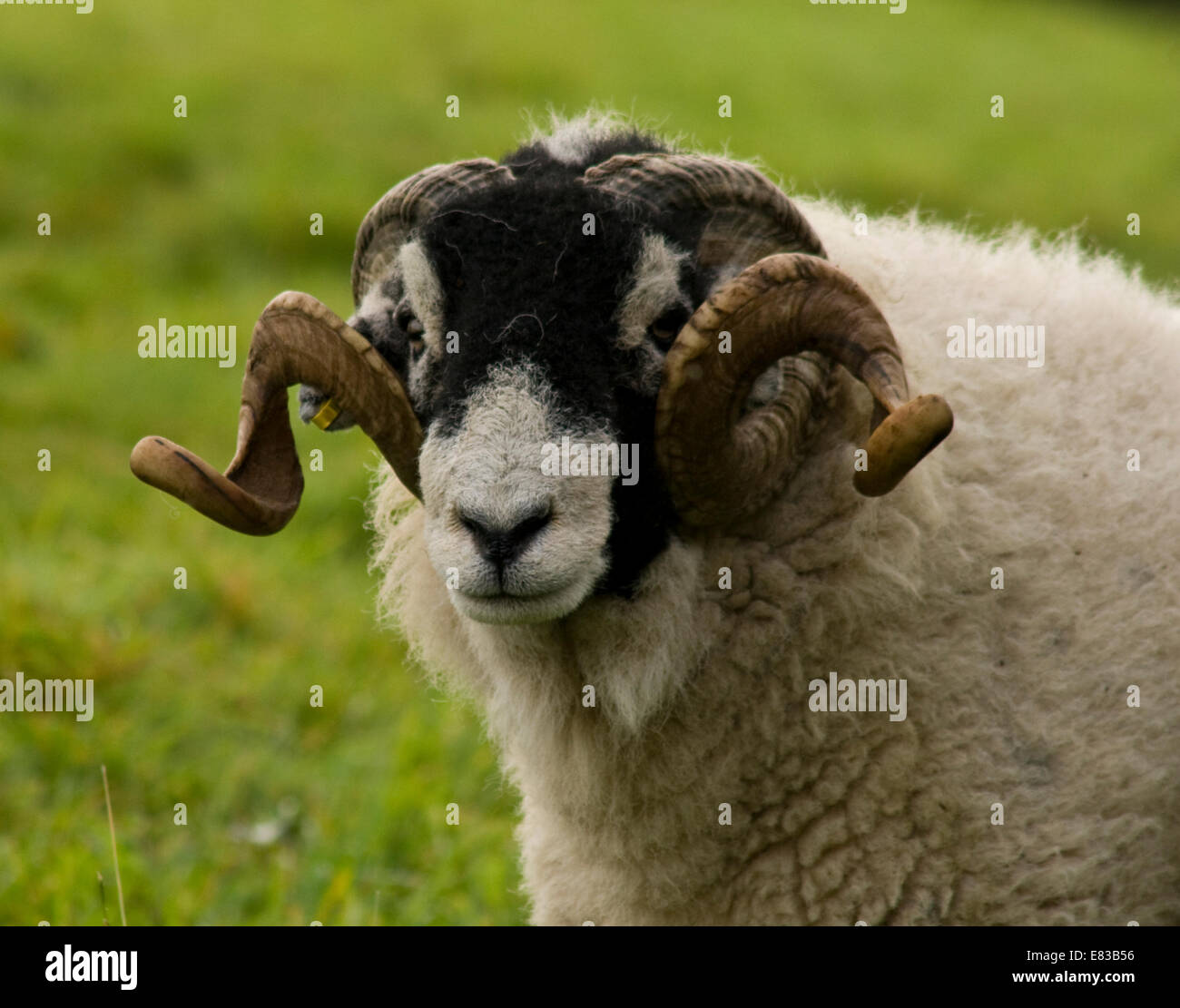 Swaledale ram hi-res stock photography and images - Alamy