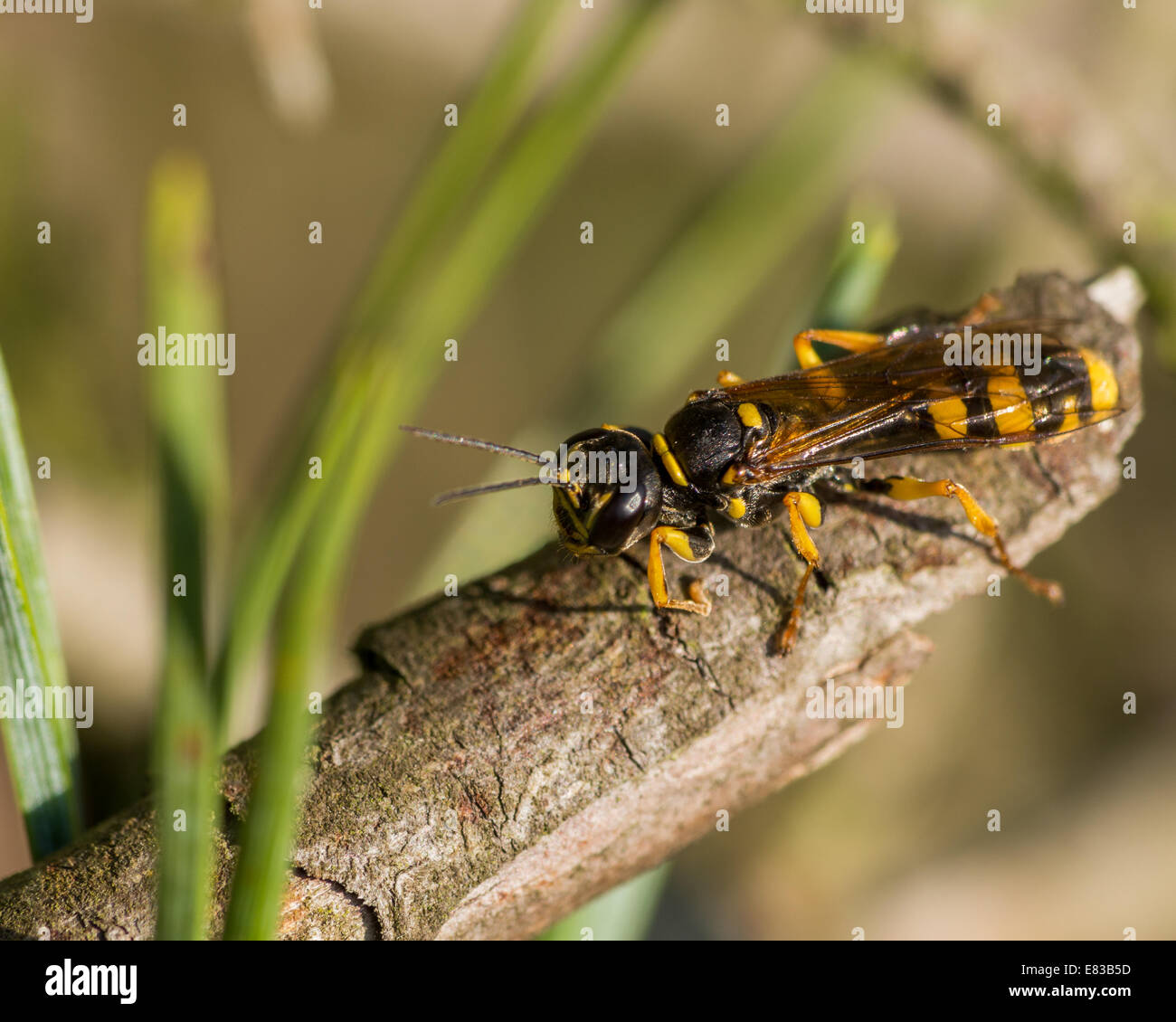 Insect on jacket hi-res stock photography and images - Alamy
