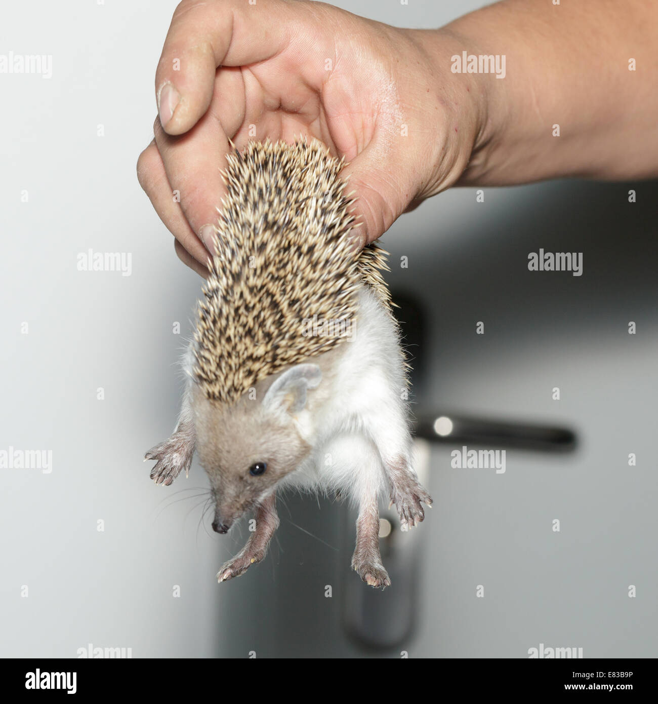 Long eared hedgehog hemiechinus auritus hi-res stock photography and ...