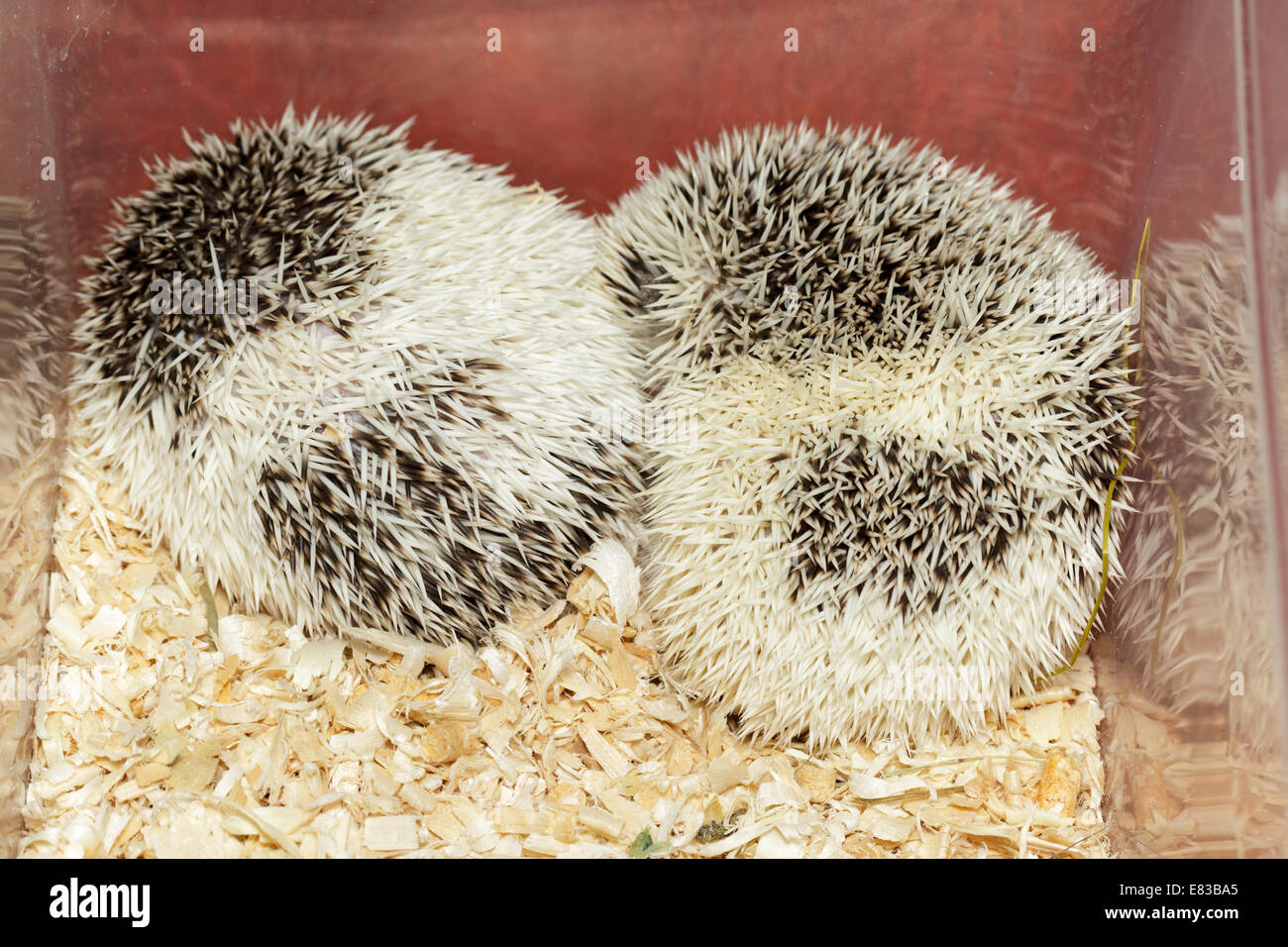 Hemiechinus auritus, Long-eared hedgehog like a pet Stock Photo - Alamy