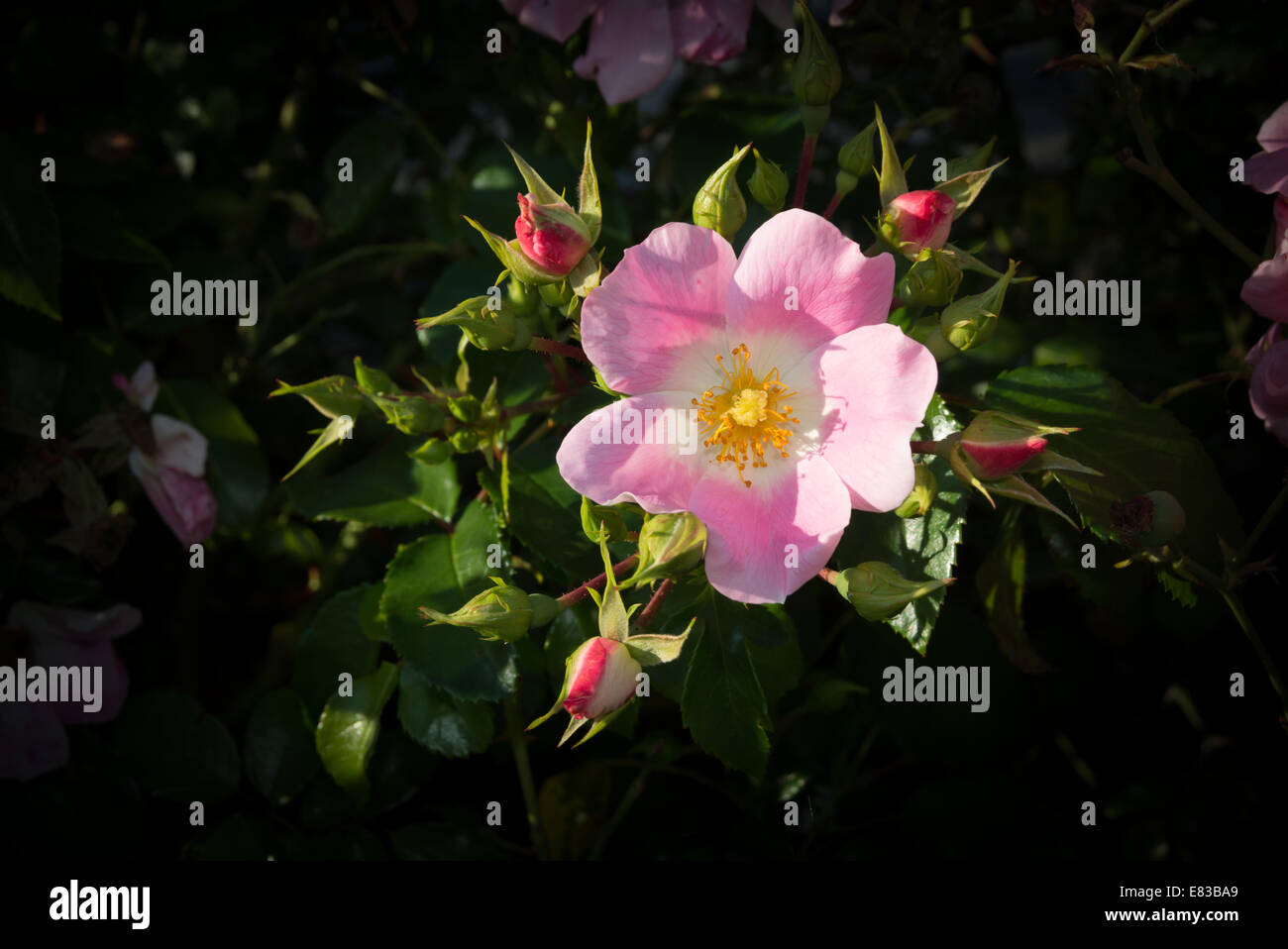 Beautiful pink rose in autumn hi-res stock photography and images - Alamy