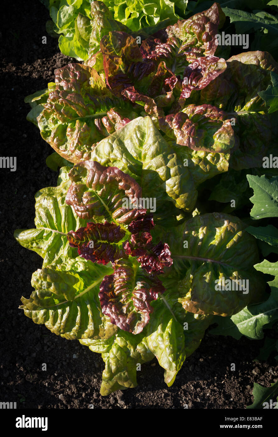Garden lettuce growing in garden soil closeup, Lactuca sativa Stock ...