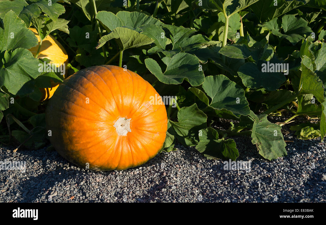 Pumpkin Cucurbita maxima growing in the garden in evening sunlight ...