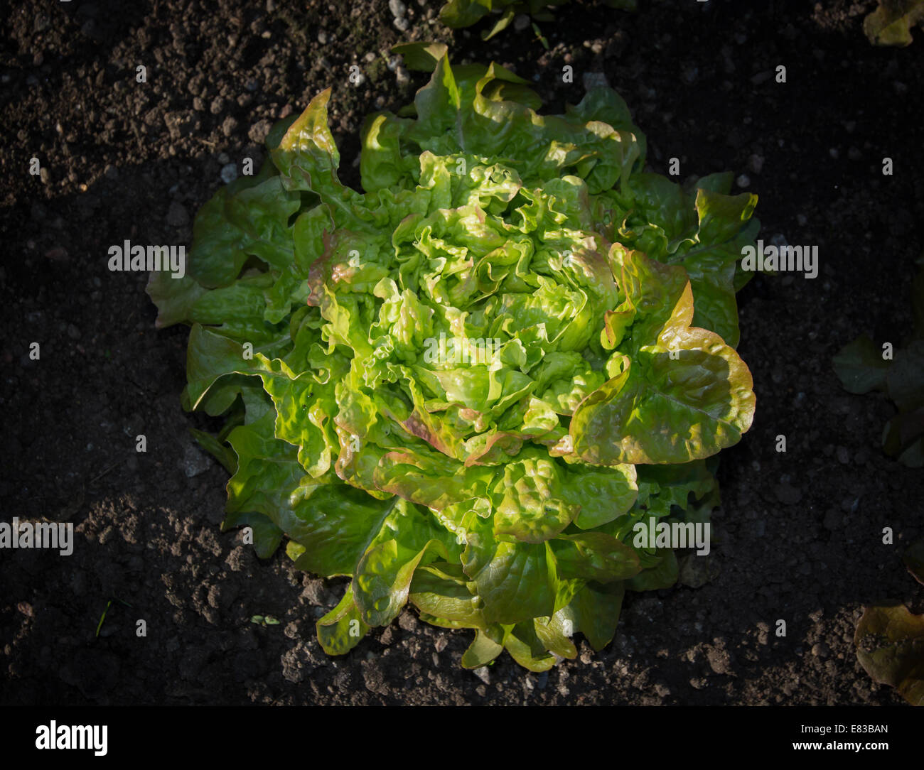 Garden lettuce growing in garden soil closeup, Lactuca sativa Stock ...