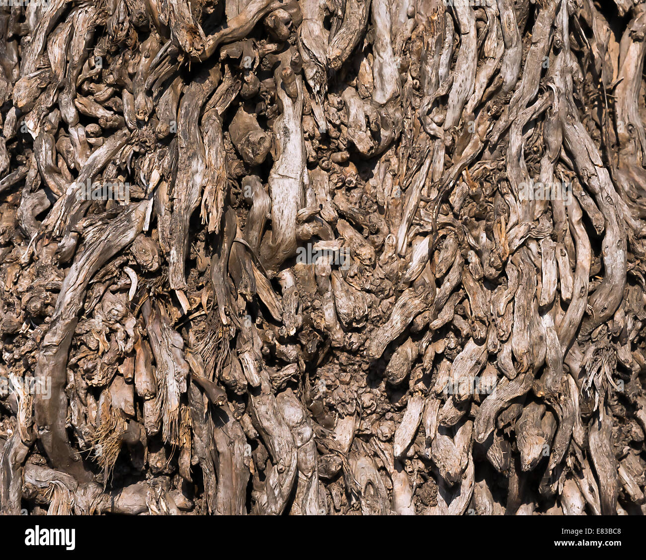 Bark background texture. Unusual and interesting rustic background of ...