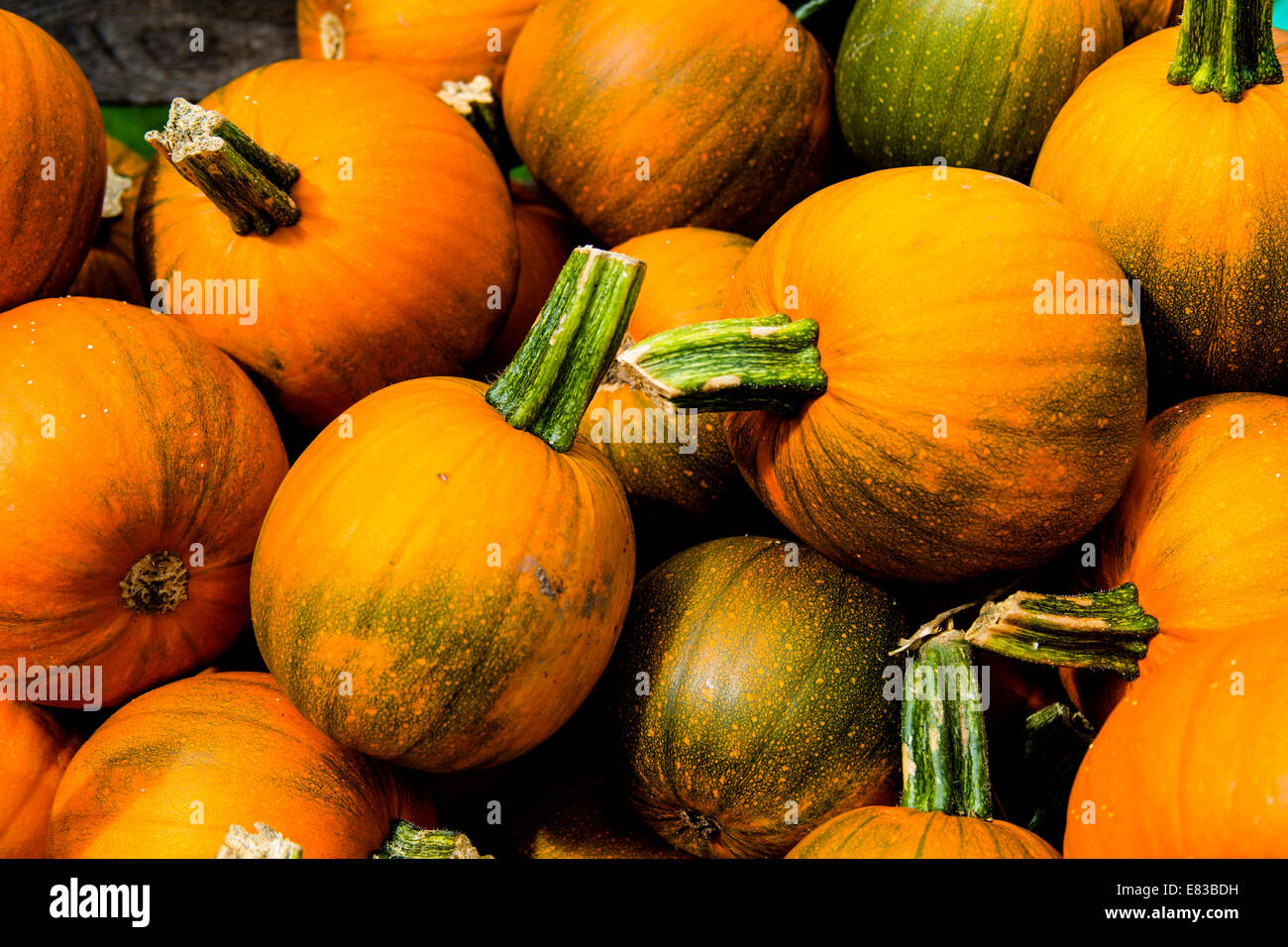 Pumpkins on display at farm Stock Photo - Alamy