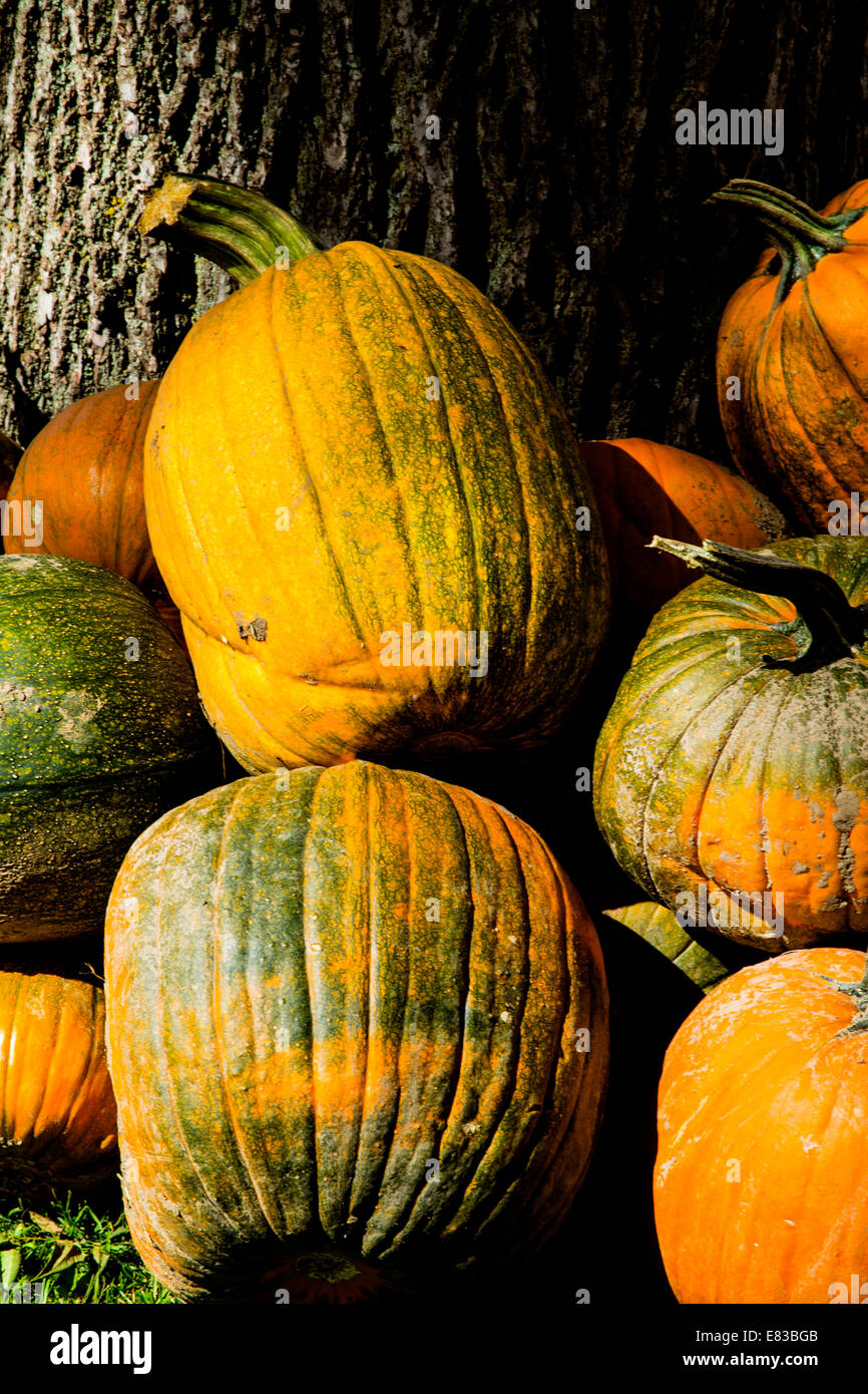 Pumpkins on display at farm Stock Photo - Alamy