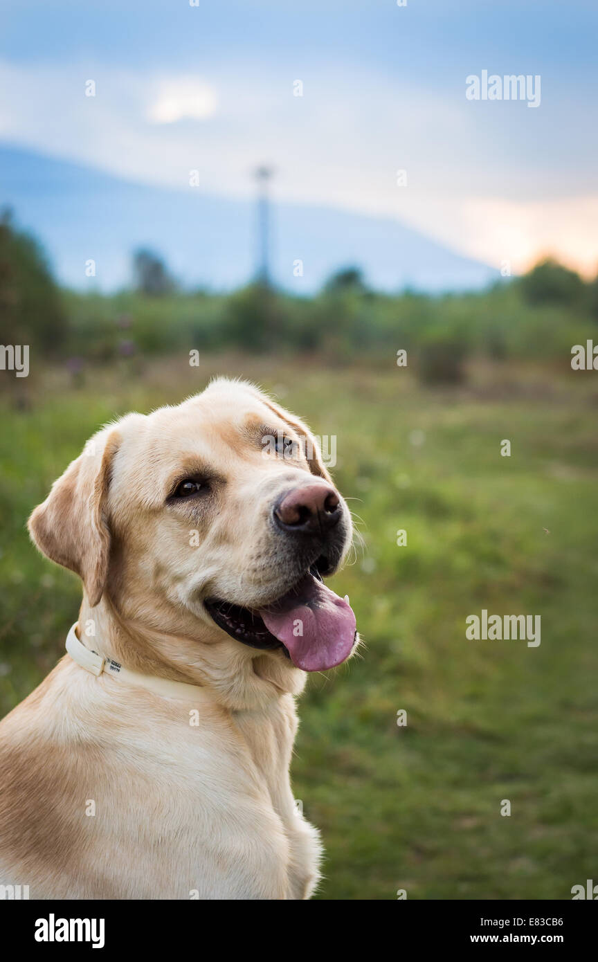 Smiling labrador hi-res stock photography and images - Alamy