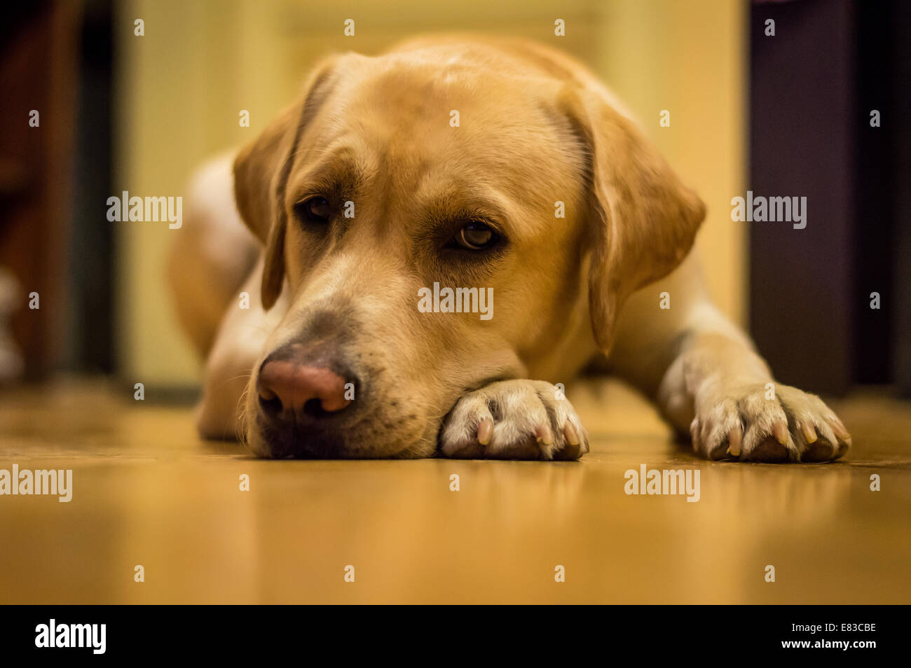 Sad Lab On The Floor Stock Photo - Alamy