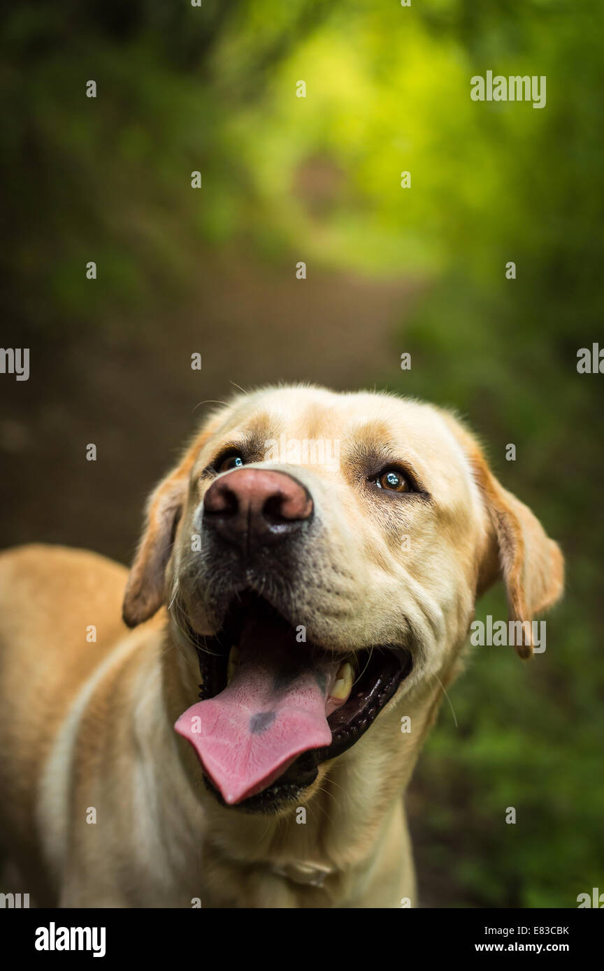 Happy Dog In The Forest Stock Photo - Alamy