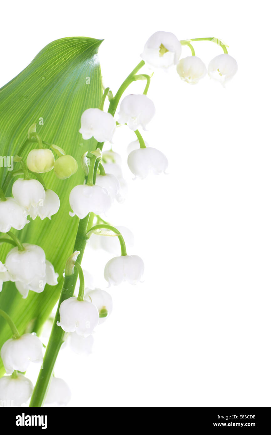 White flowers lilies of the valley isolated on white background Stock Photo - Alamy