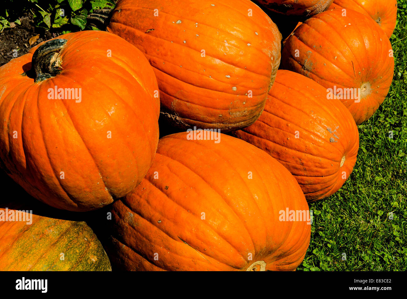 Pumpkins on display at farm Stock Photo - Alamy