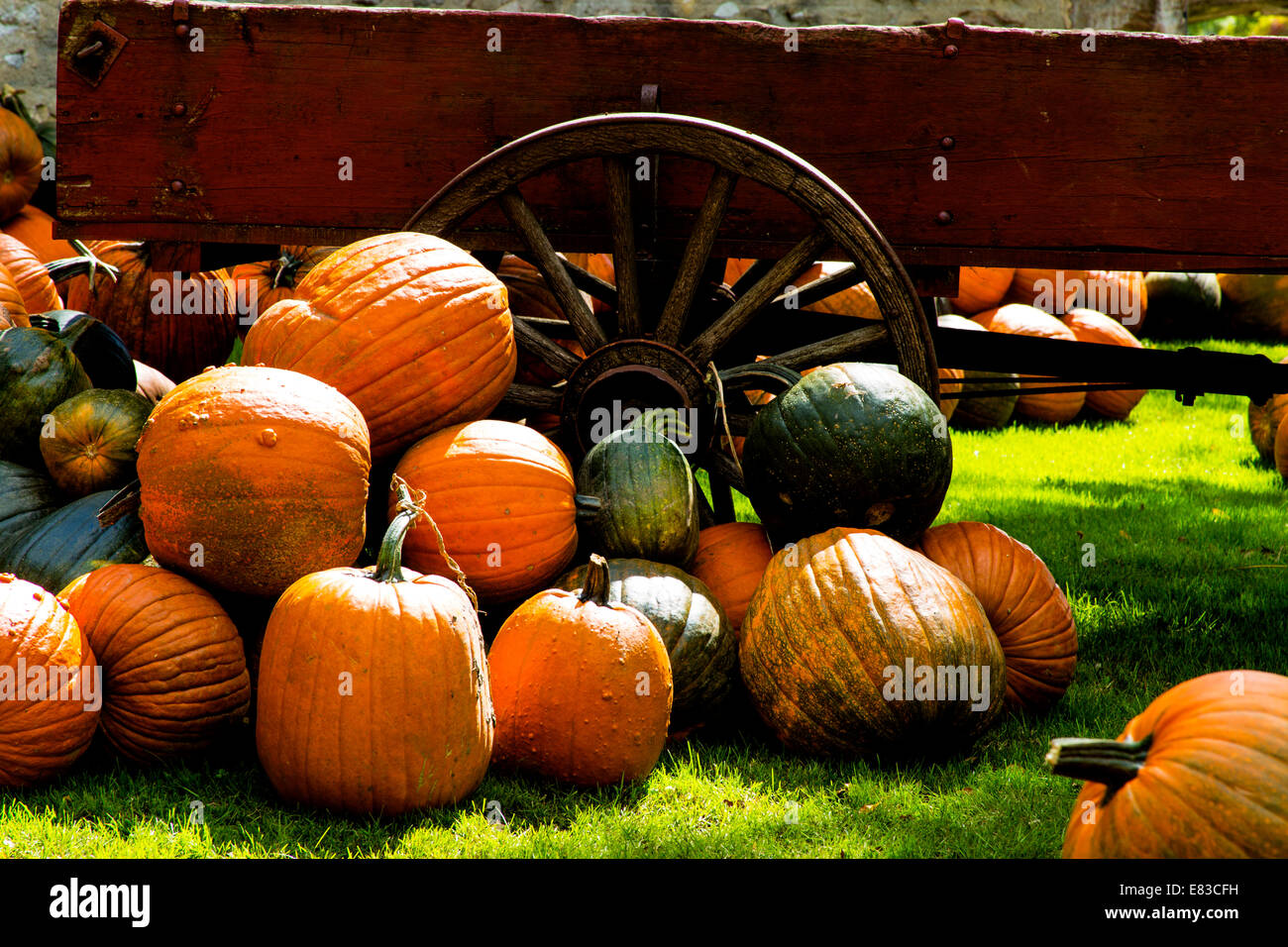 Pumpkins on display at farm Stock Photo - Alamy