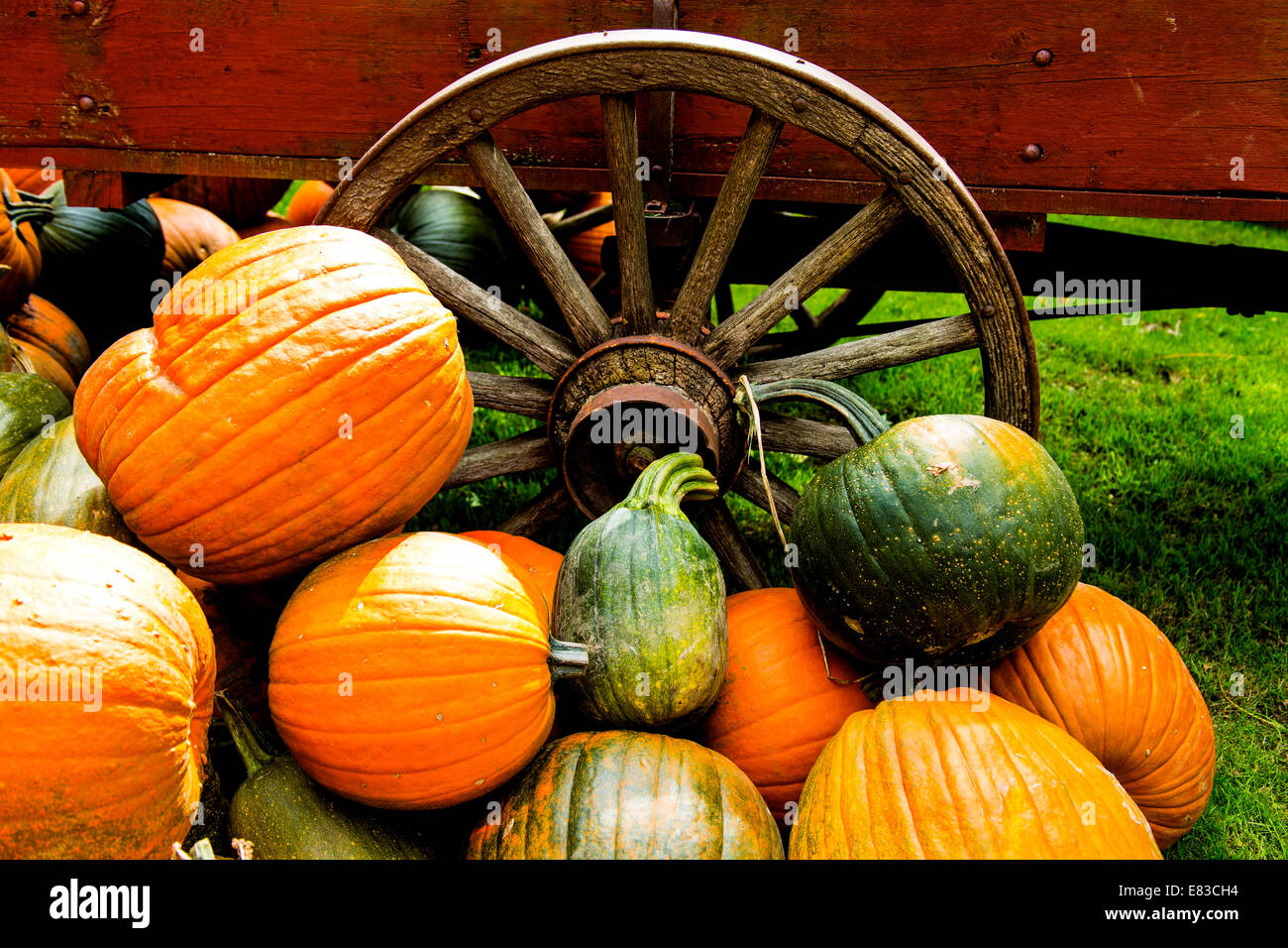 Pumpkins on display at farm Stock Photo - Alamy