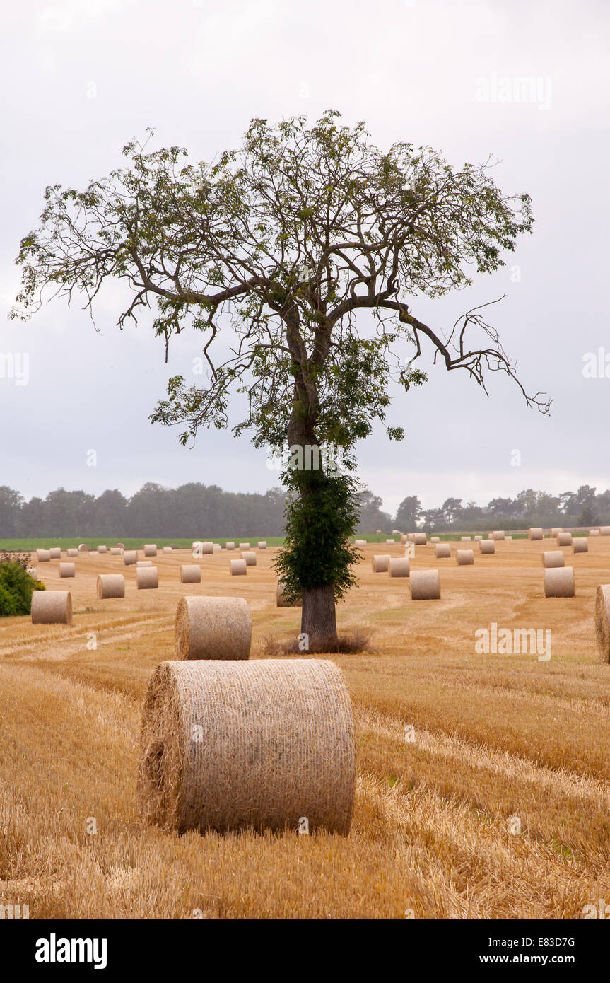 Bale tree hi-res stock photography and images - Alamy