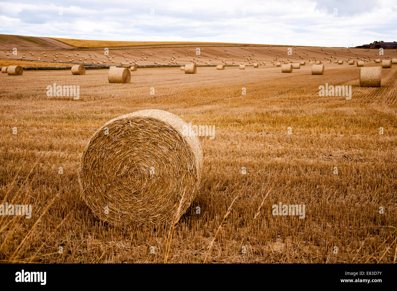 Bale tree hi-res stock photography and images - Alamy