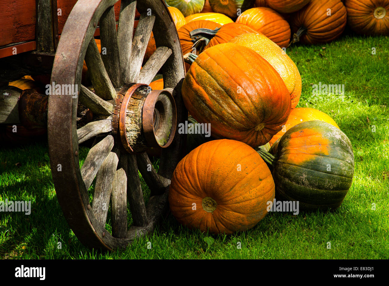 Pumpkins on display at farm Stock Photo - Alamy
