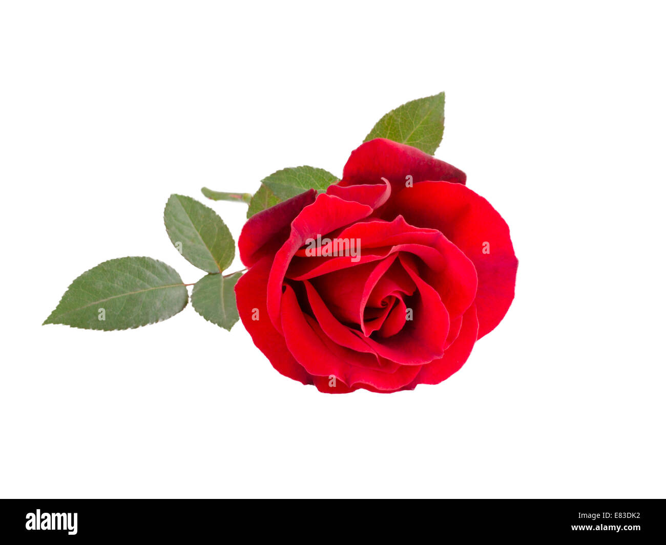 Full red rose Cut Out Stock Images & Pictures - Alamy