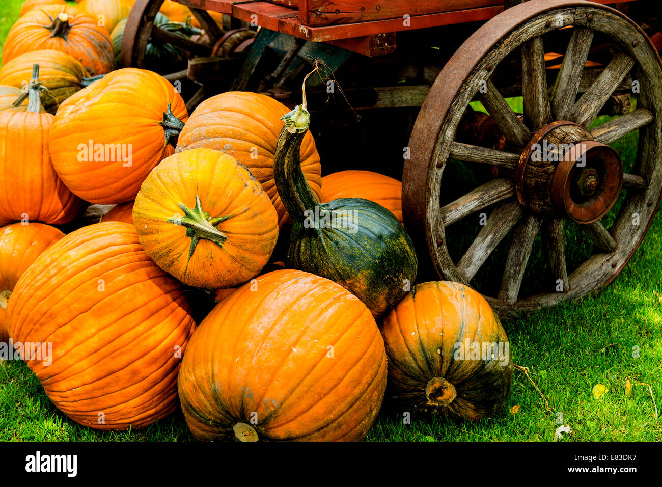 Pumpkins on display at farm Stock Photo - Alamy