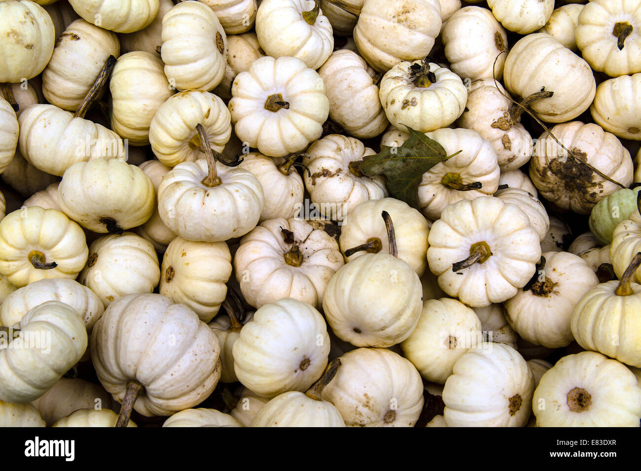 White small Pumpkins on display at farm Stock Photo - Alamy