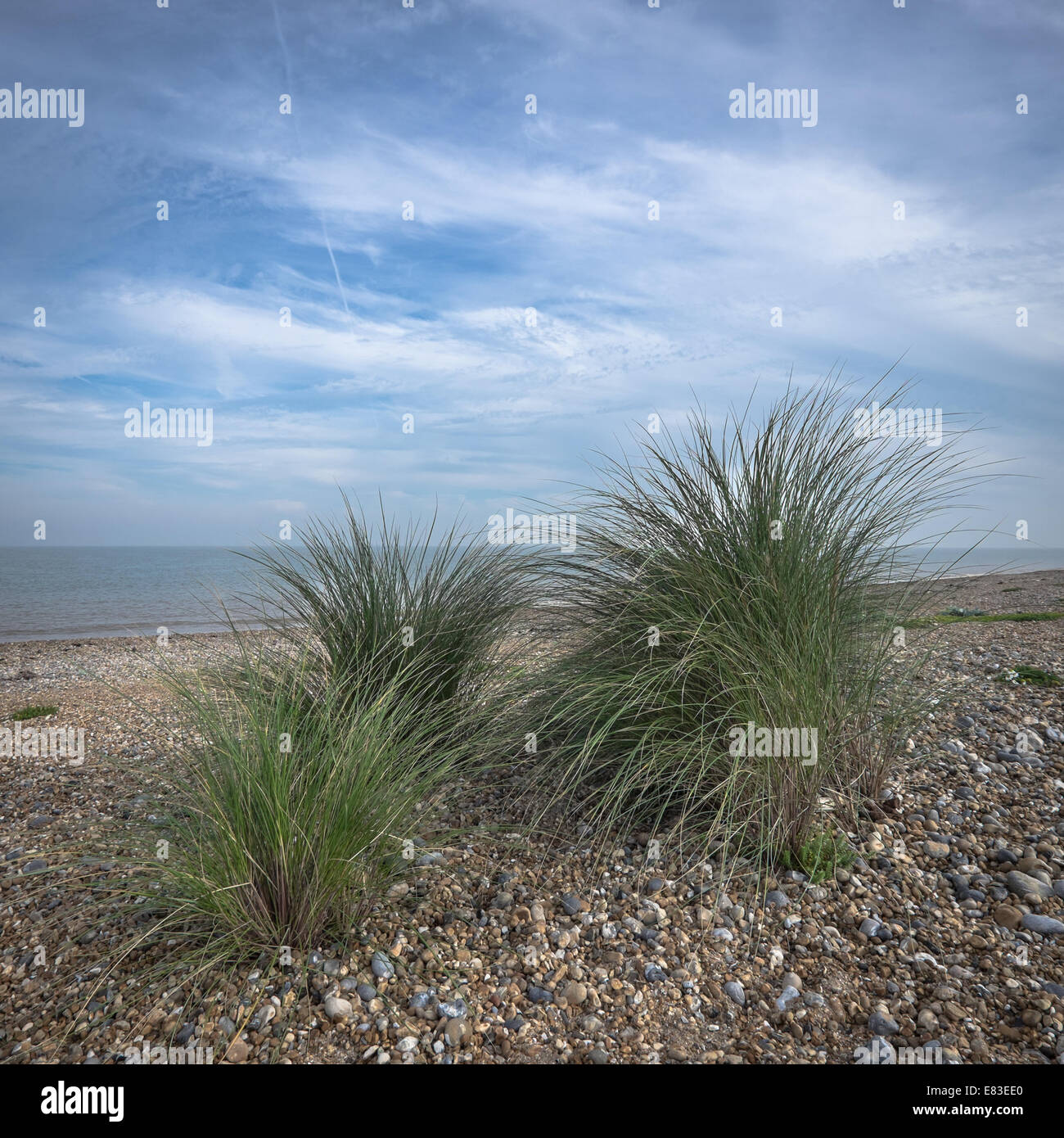 Sea grass hi-res stock photography and images - Alamy
