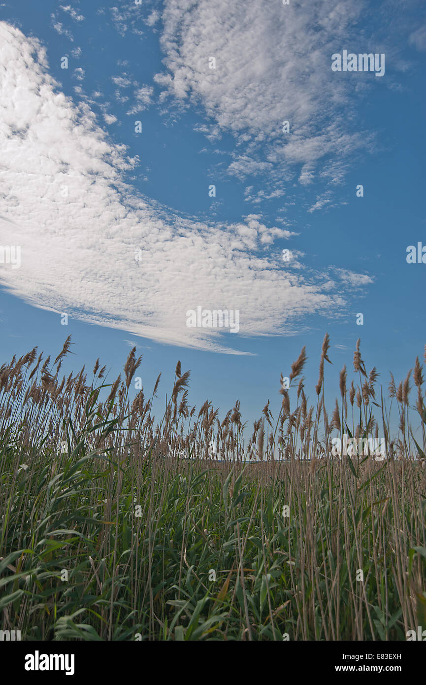 Rye landscapes hi-res stock photography and images - Alamy