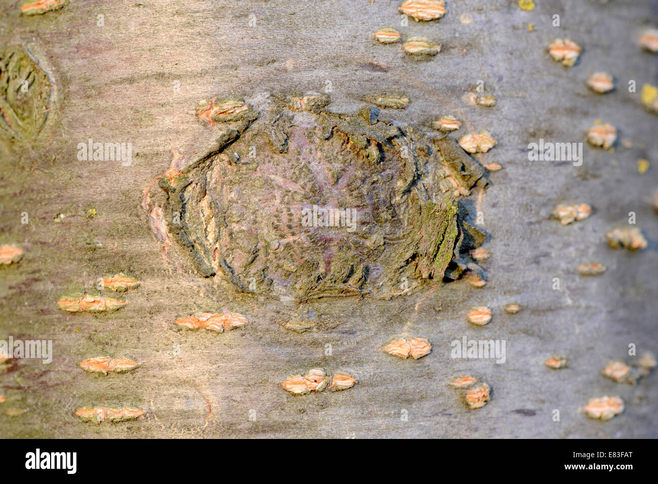 Broken wood hi-res stock photography and images - Alamy