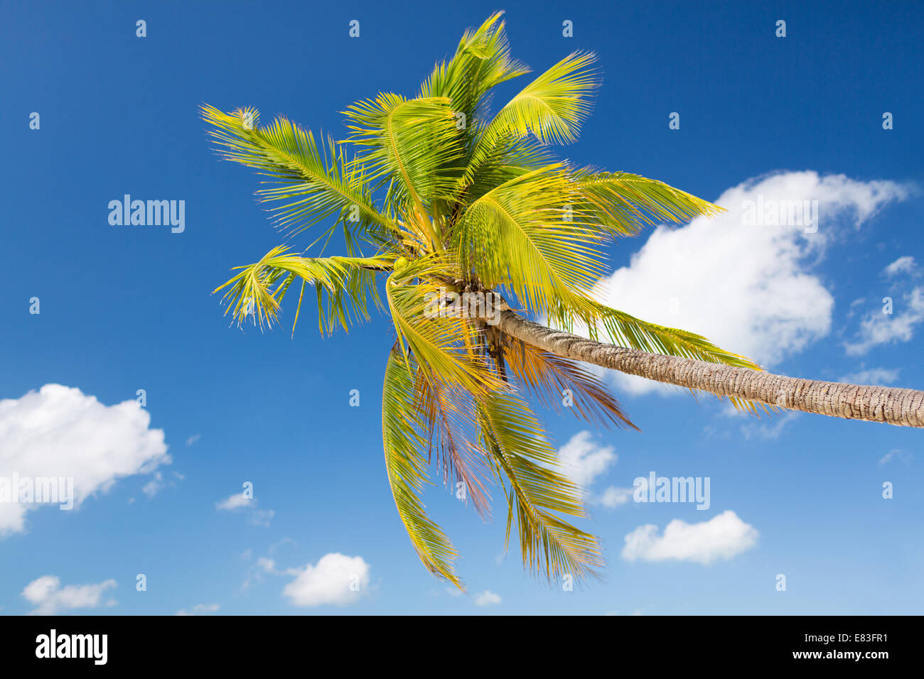 Palm tree branches over white hi-res stock photography and images - Alamy