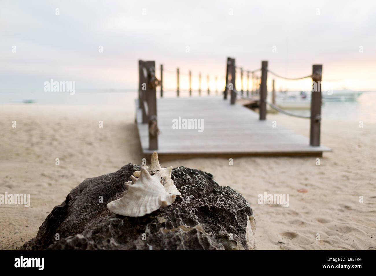 close up of seashell on tropical beach Stock Photo - Alamy